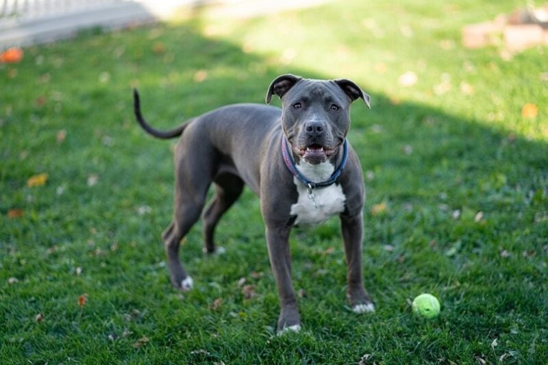 Understanding Pit Bull Body Language: 5 key signs